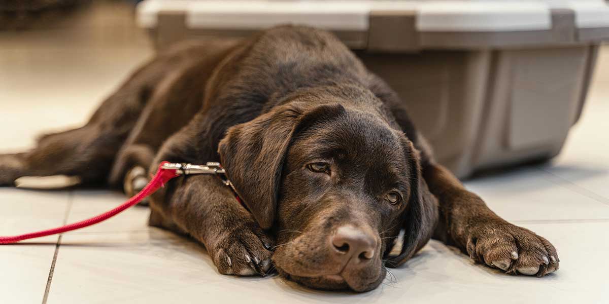 How to Recognize Anxiety Symptoms in Your Dogs